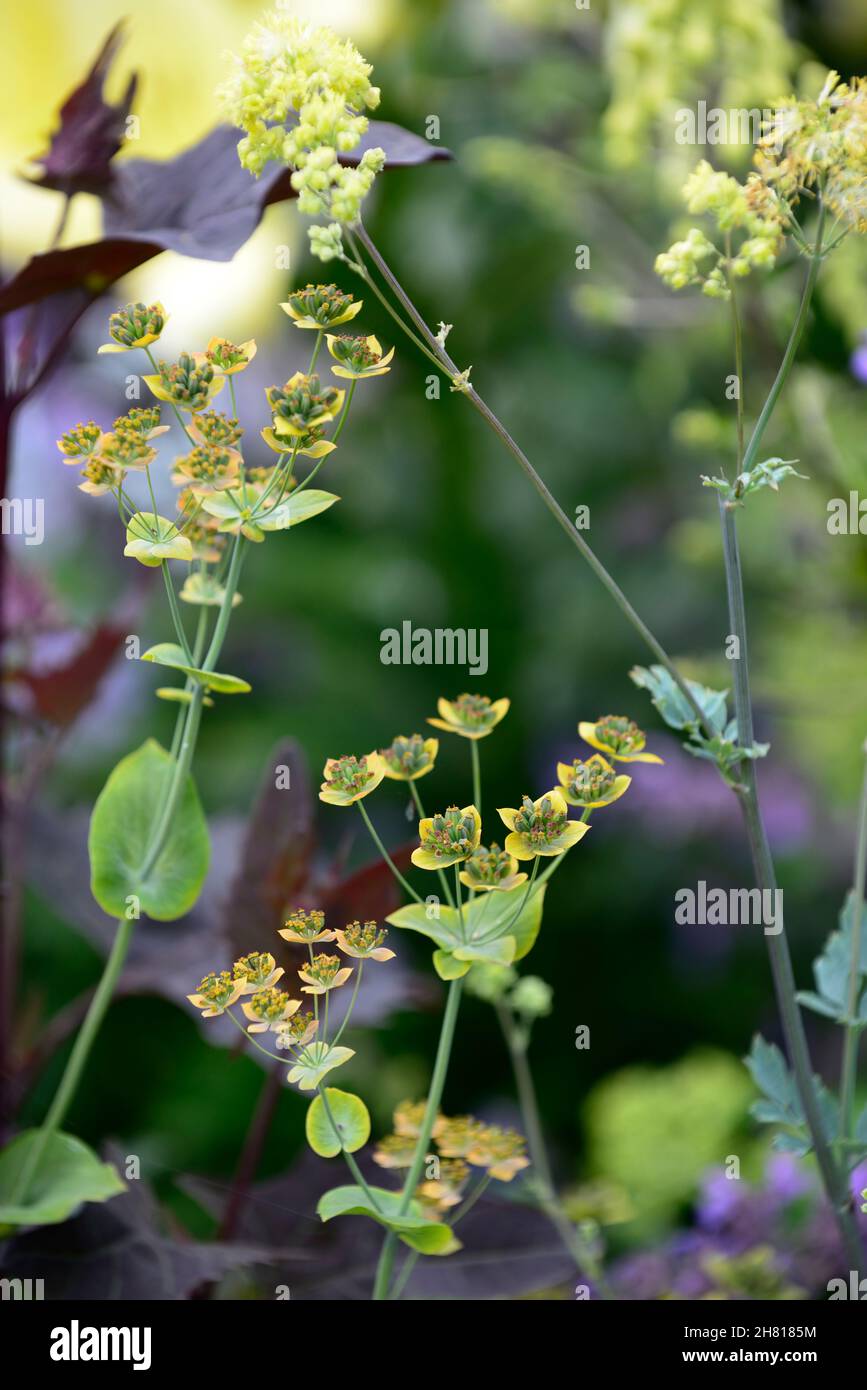 Bupleurum longifolium brone hi-res stock photography and images - Alamy