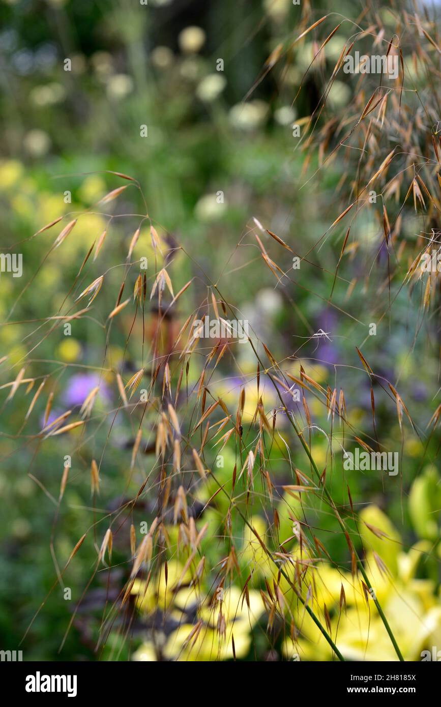 Stipa gigantea seeds hi-res stock photography and images - Alamy