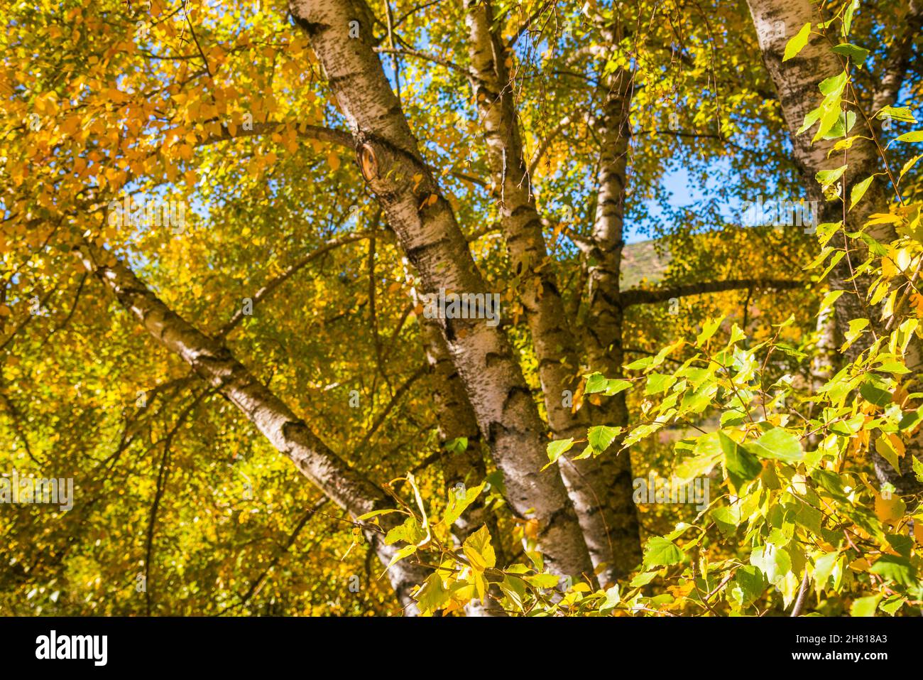 Abedules de fondo hi-res stock photography and images - Alamy