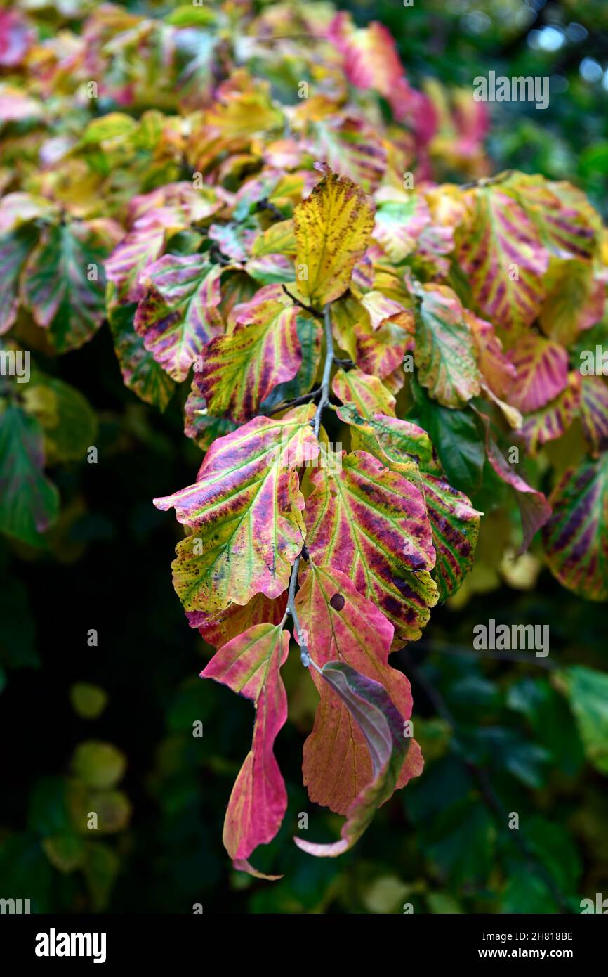 Persian ironwood tree hi-res stock photography and images - Alamy