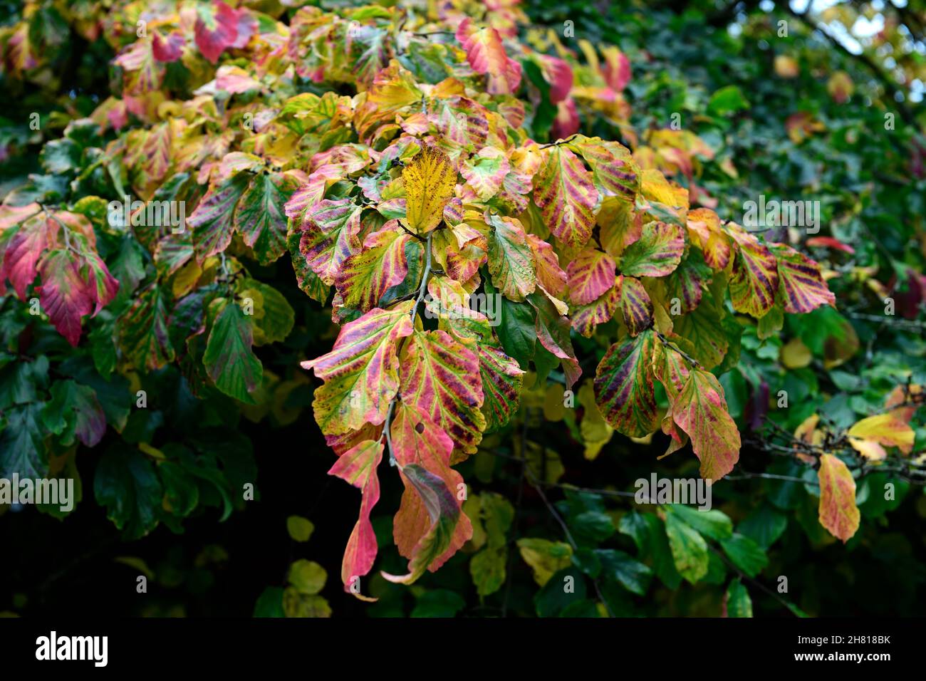 Persian ironwood tree hi-res stock photography and images - Alamy