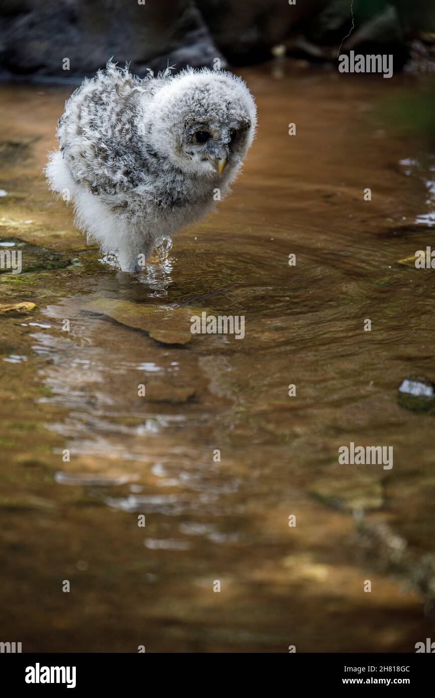 Discovery in river hi-res stock photography and images - Alamy