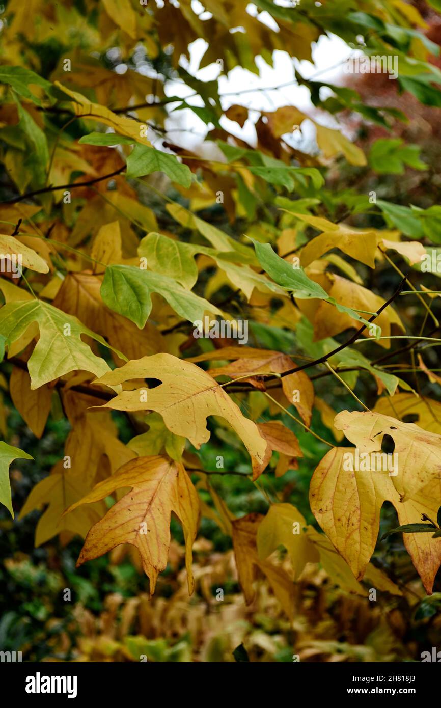 Tulip tree,Liriodendron tulipifera,leaves in Autumn,autumnal colours ...
