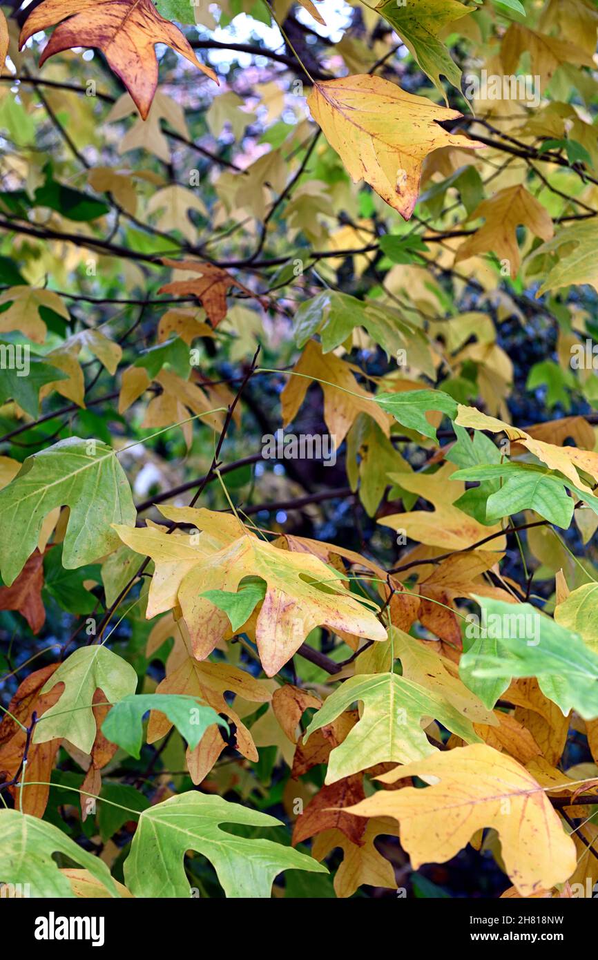 Tulip tree,Liriodendron tulipifera,leaves in Autumn,autumnal colours ...
