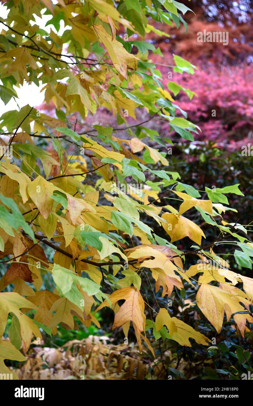 Tulip tree,Liriodendron tulipifera,leaves in Autumn,autumnal colours ...