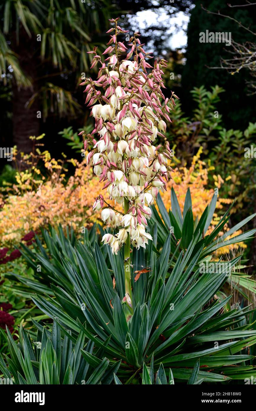 yucca gloriosa,flower spike,flowers,flowering,spire,spire,spikes,garden ...