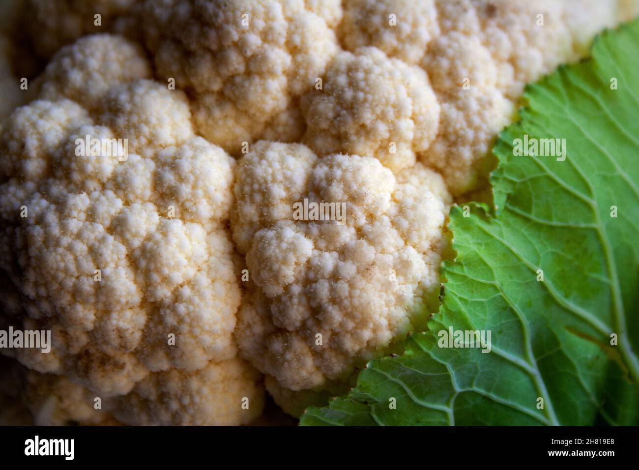 White cauliflower head detail background Stock Photo - Alamy