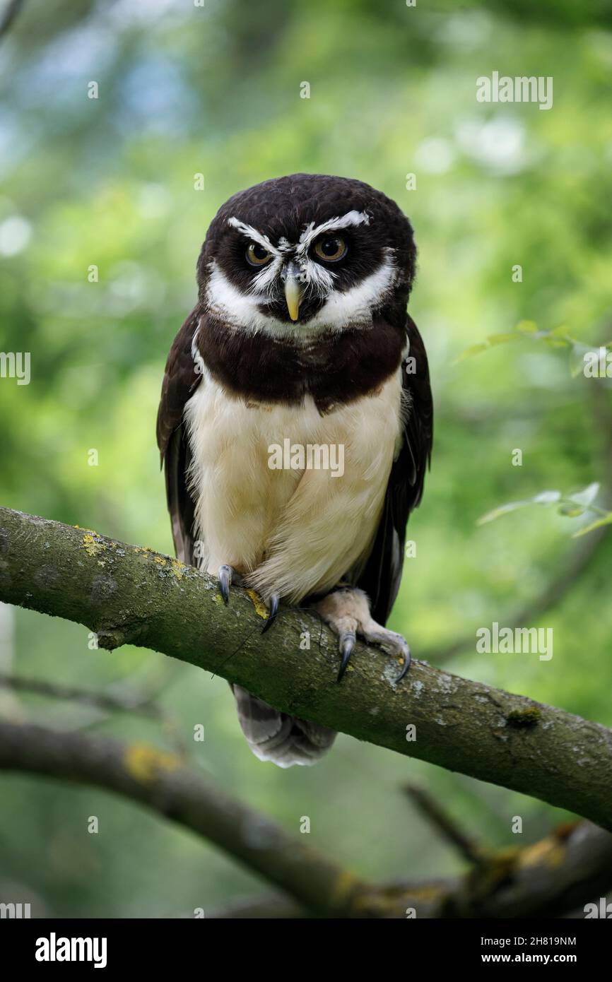 Spectacled owl hi-res stock photography and images - Alamy