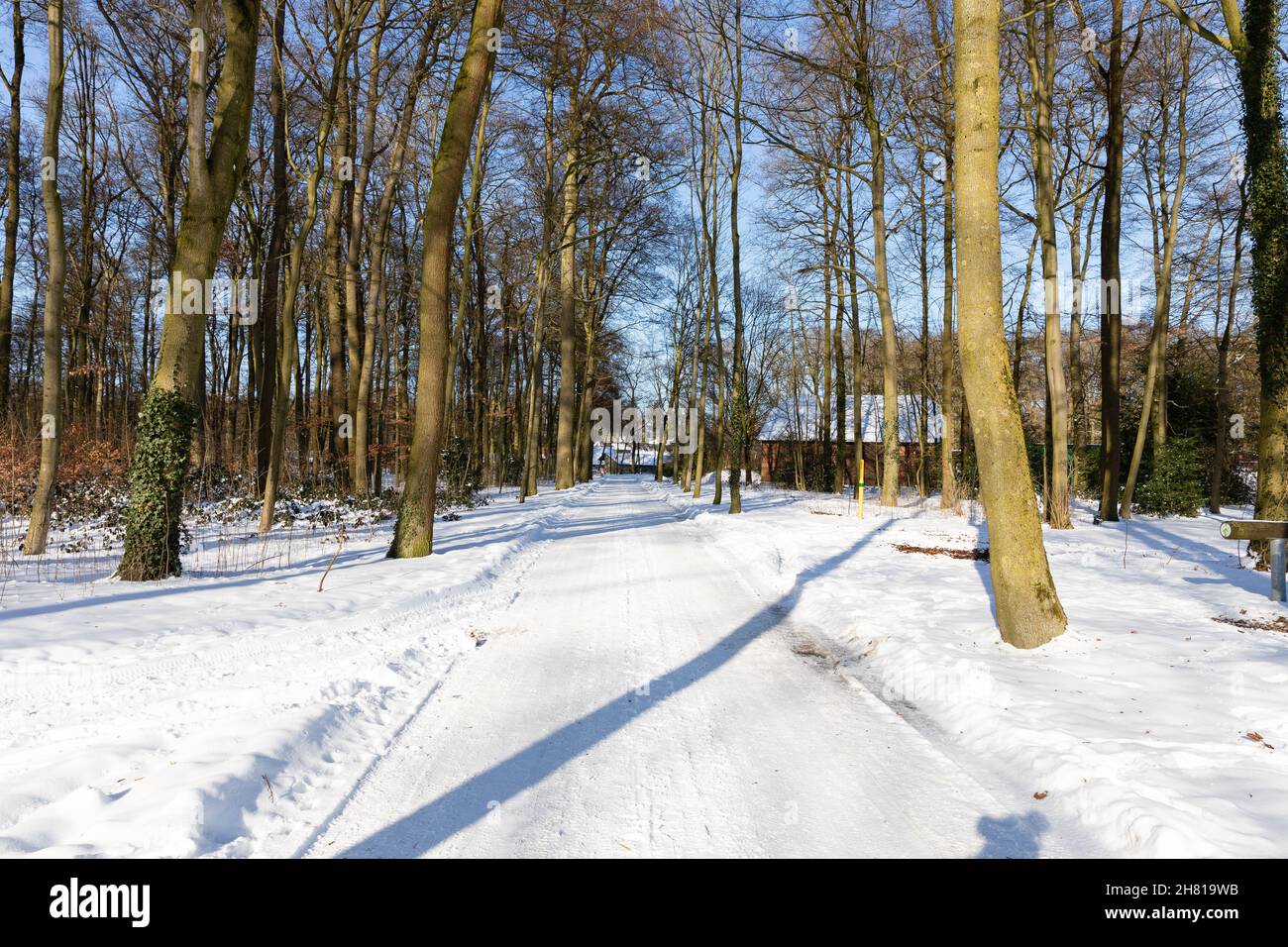Road through a forest in winter Stock Photo - Alamy