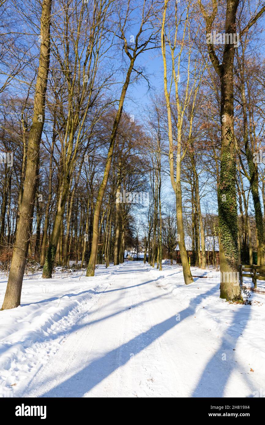 Road through a forest in winter Stock Photo - Alamy
