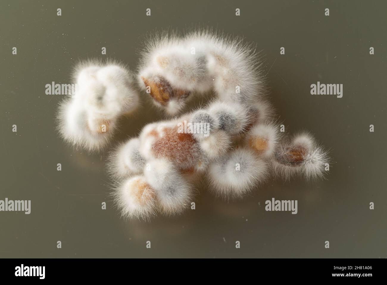 A mold growing on agar for the experiment at a laboratory to study ...