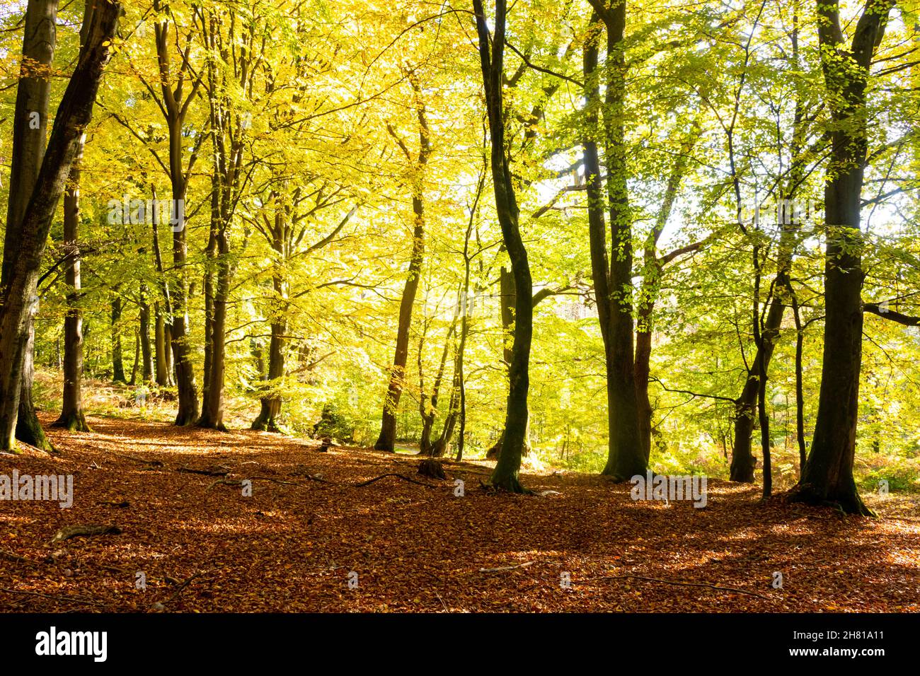 green forest clearing Stock Photo - Alamy