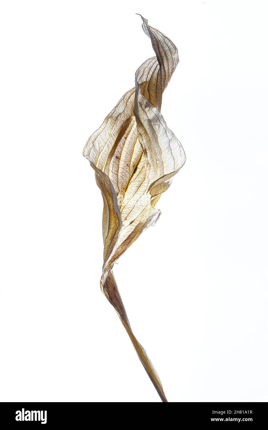 Dried Hosta Leaf Stock Photo - Alamy