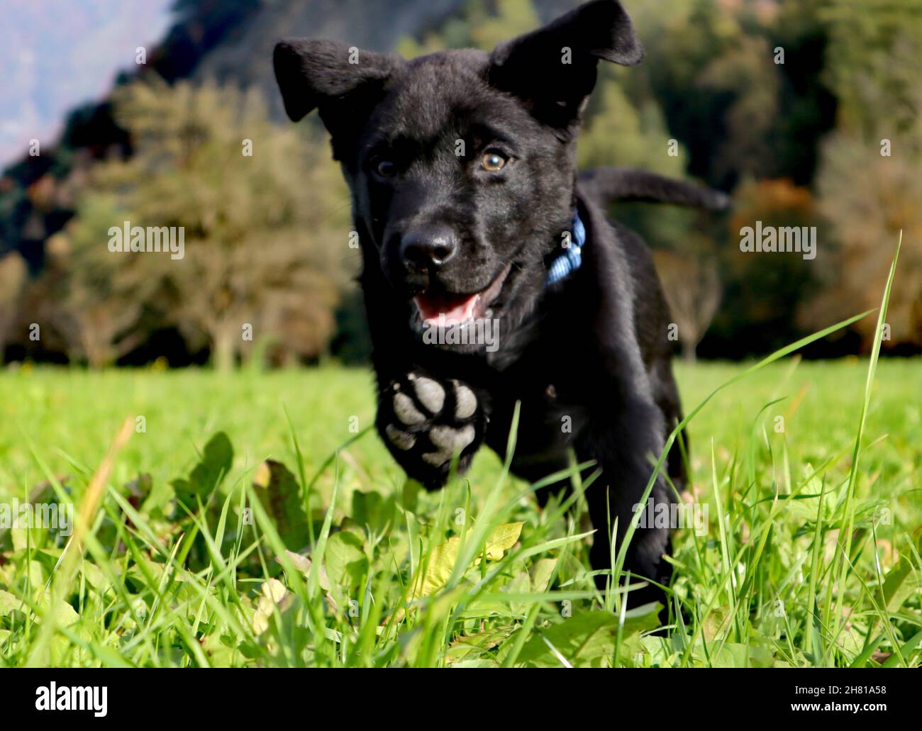 Black labrador puppy dog running in field hi-res stock photography and ...