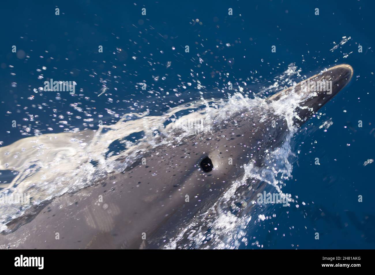 Fast swimming fish hi-res stock photography and images - Alamy