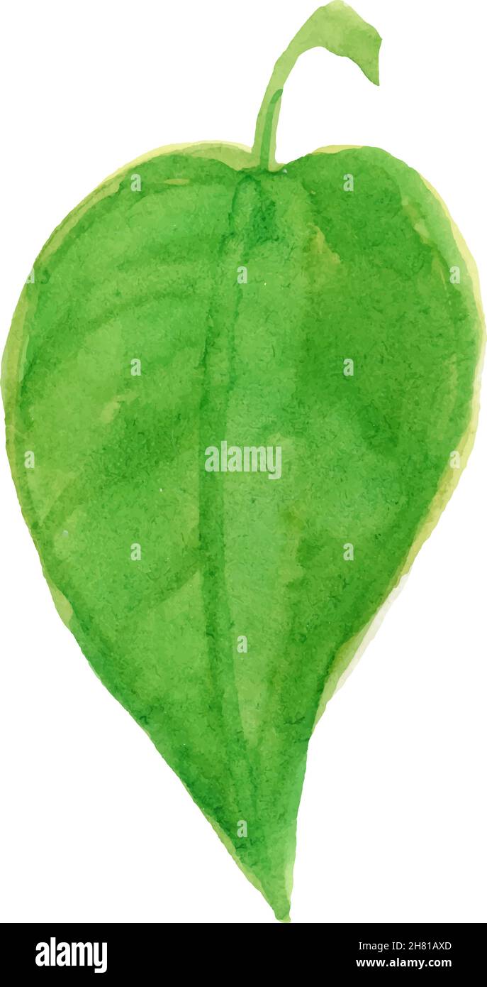 The green leaves. Watercolor. freehand drawing Nature, natural color ... The green leaves. Watercolor. freehand drawing Nature, natural color ...