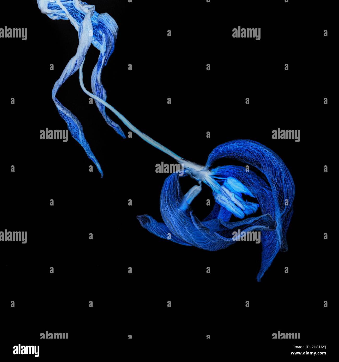 Inverted flower hi-res stock photography and images - Alamy