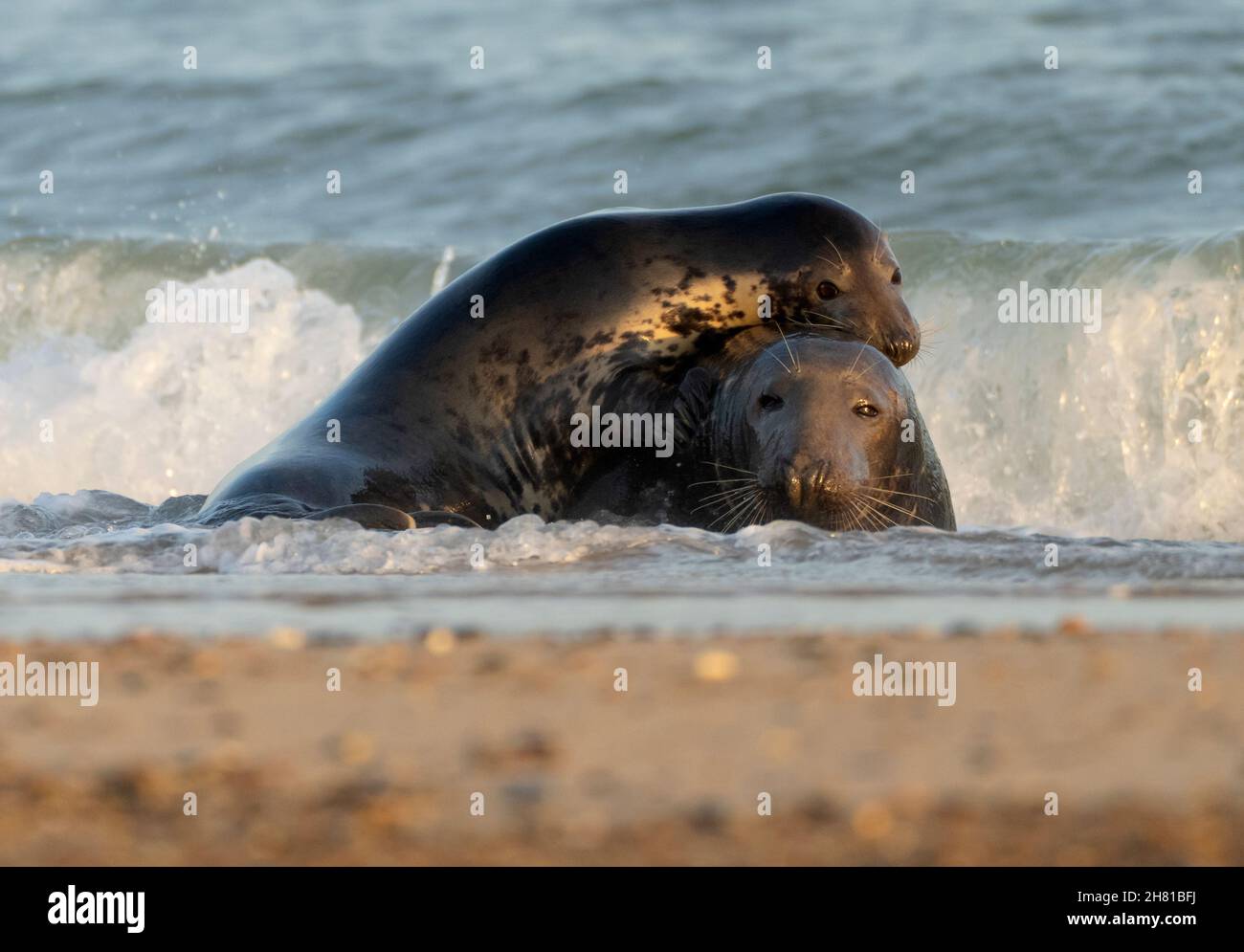 Mating seal hi-res stock photography and images - Alamy