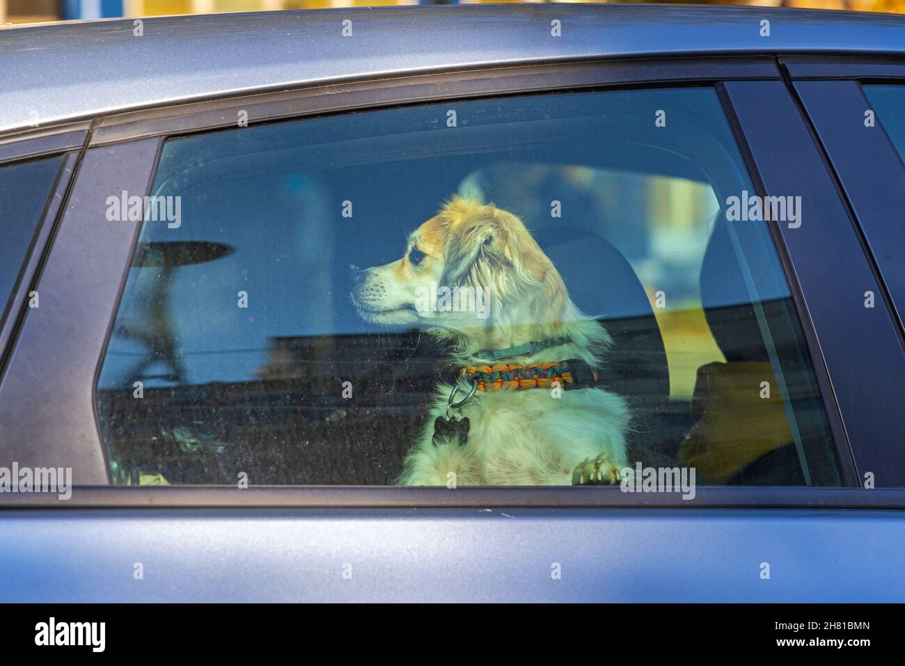 Little Pet Dog Looking Through Car Window Stock Photo - Alamy