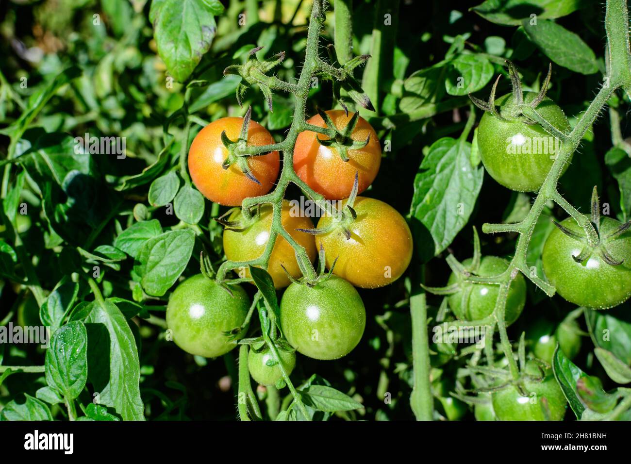 Young fresh organic tomato plant with many green leaves and red fruits ...