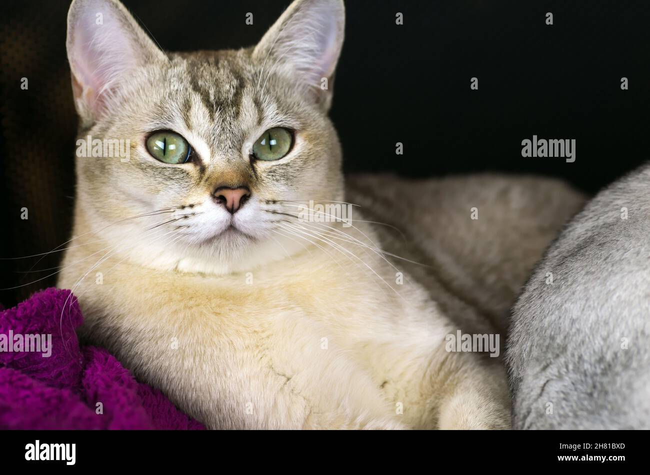 Emerald green cat hi-res stock photography and images - Alamy