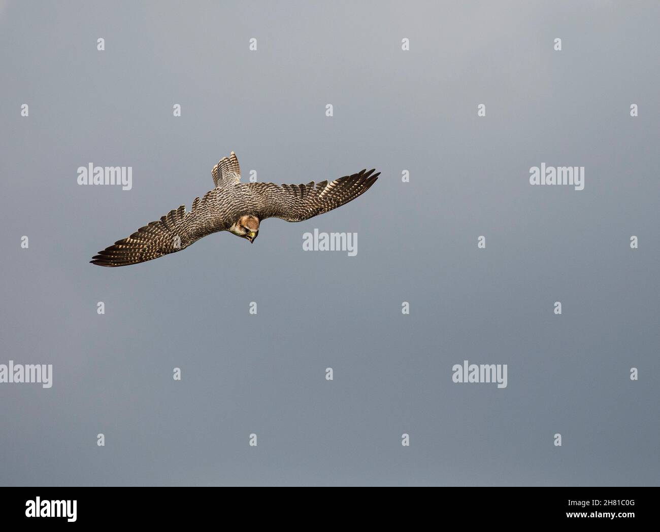 peregrine falcon flying Stock Photo - Alamy