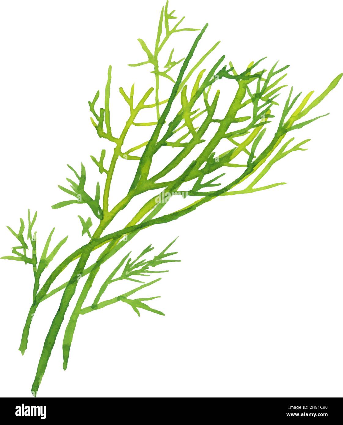 Watercolor background with dill: dill leaves and seeds. Herbs and ...