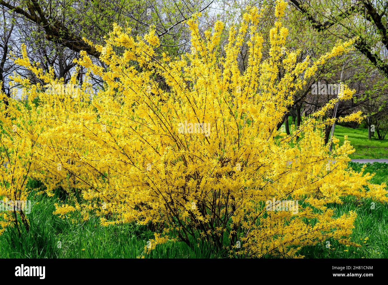 Large branches of a large bush of yellow flowers of Forsythia plant ...