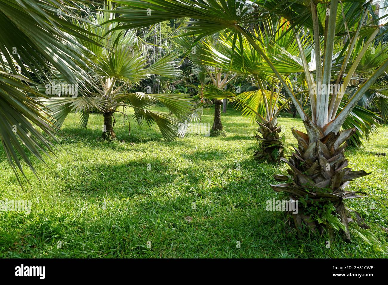 Yellow latan palm hi-res stock photography and images - Alamy