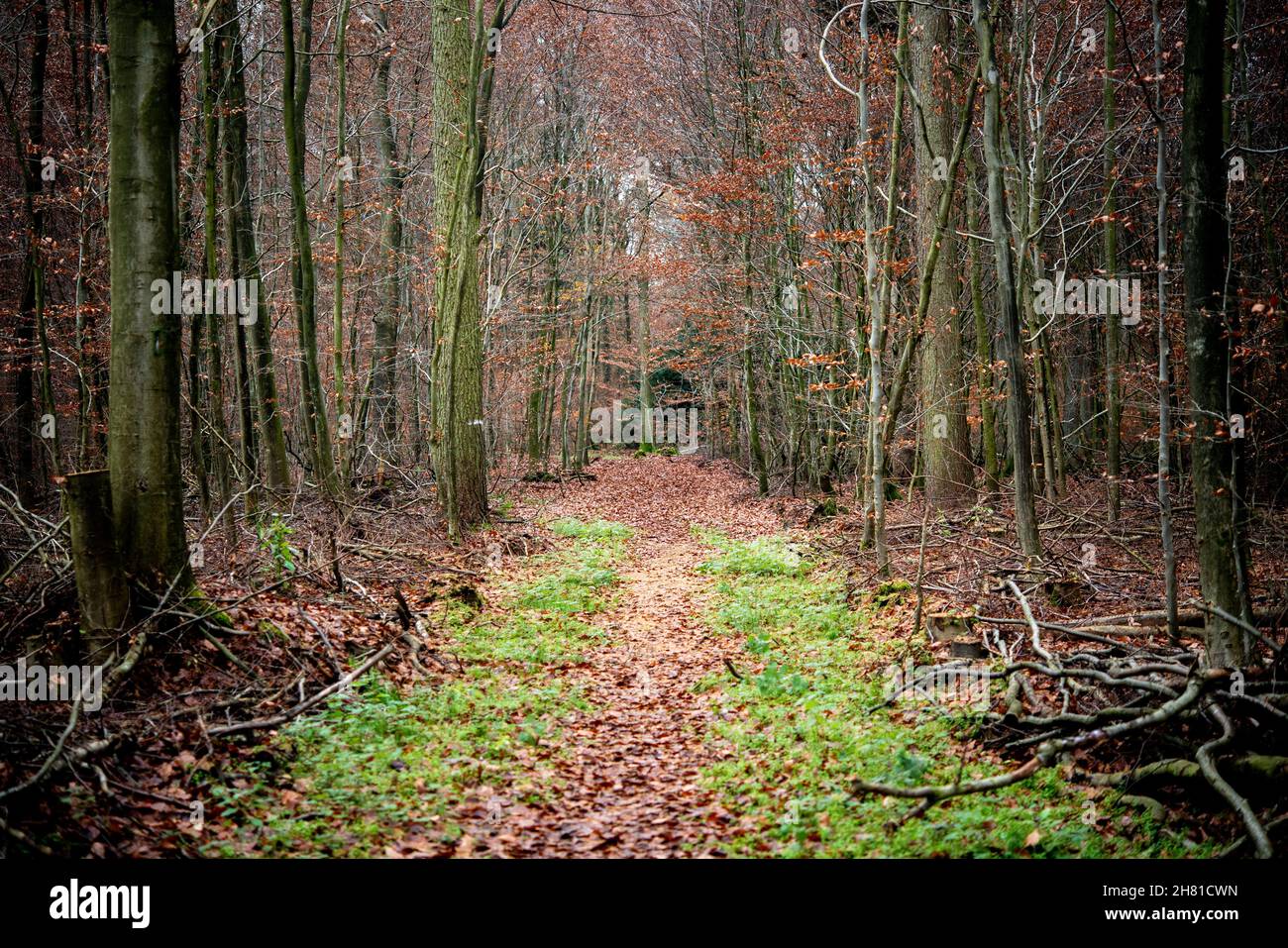 Bassum, Germany. 26th Nov, 2021. Numerous deciduous trees stand along a ...