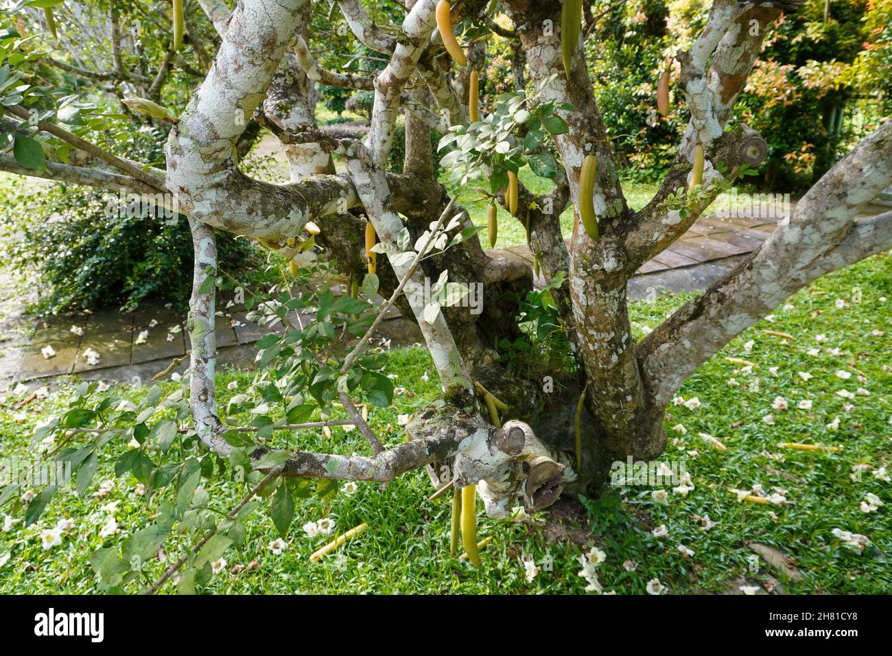 Closeup of the Parmentiera cereifera, the candle tree, species of tree ...