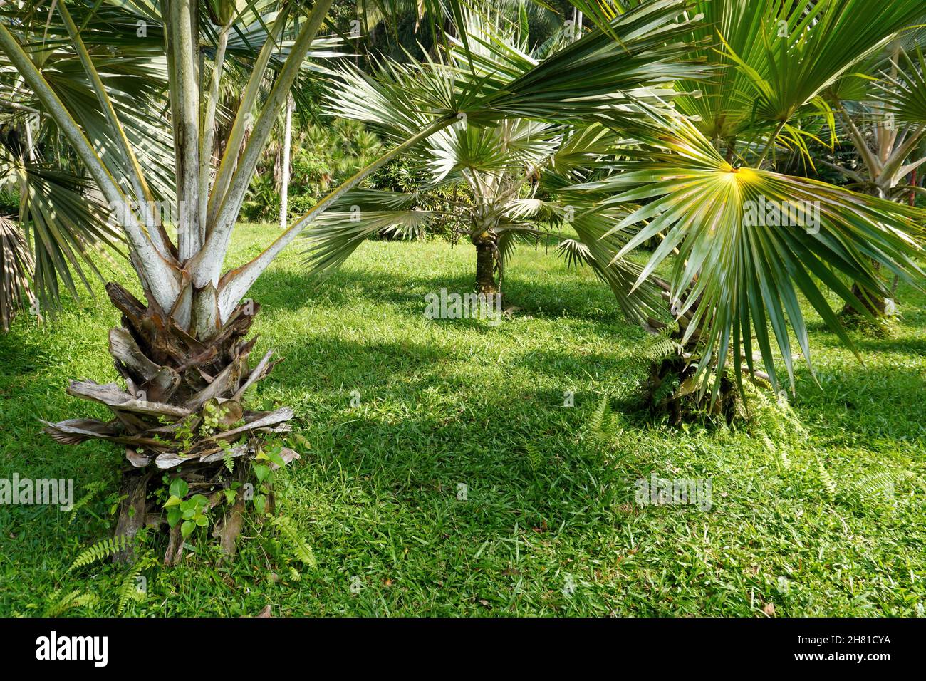 Closeup of Latania verschaffeltii, the yellow latan palm trees in the ...