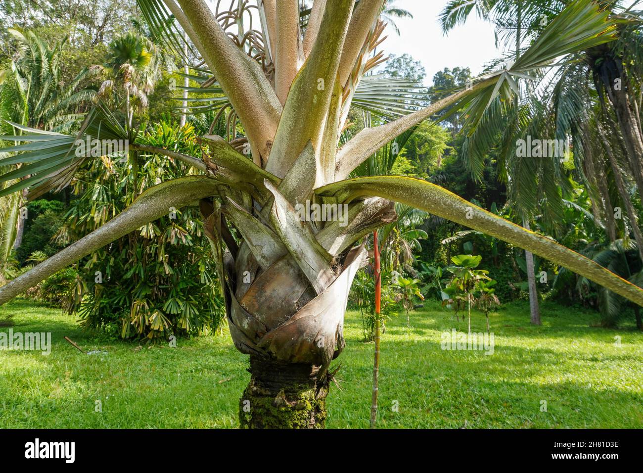 Closeup of Latania verschaffeltii, the yellow latan palm tree in the ...