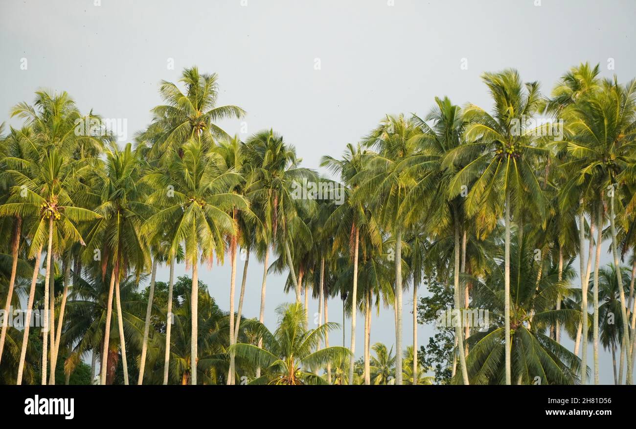 View of the coconut trees. Tropical plants Stock Photo - Alamy