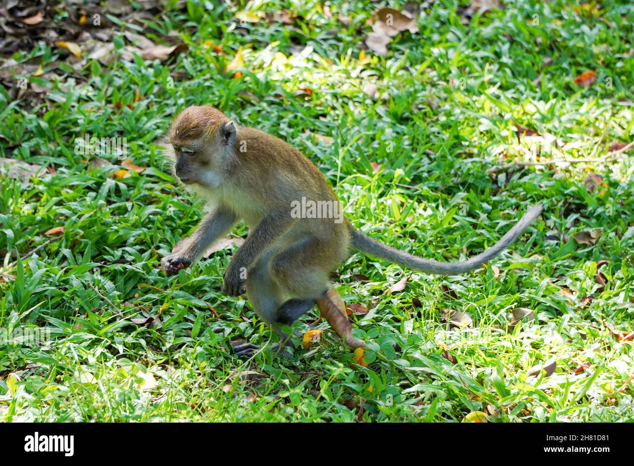 Closeup of the long-tailed macaque walking on the green lawn Stock ...