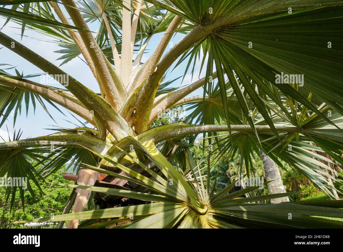 Yellow latan palm hi-res stock photography and images - Alamy