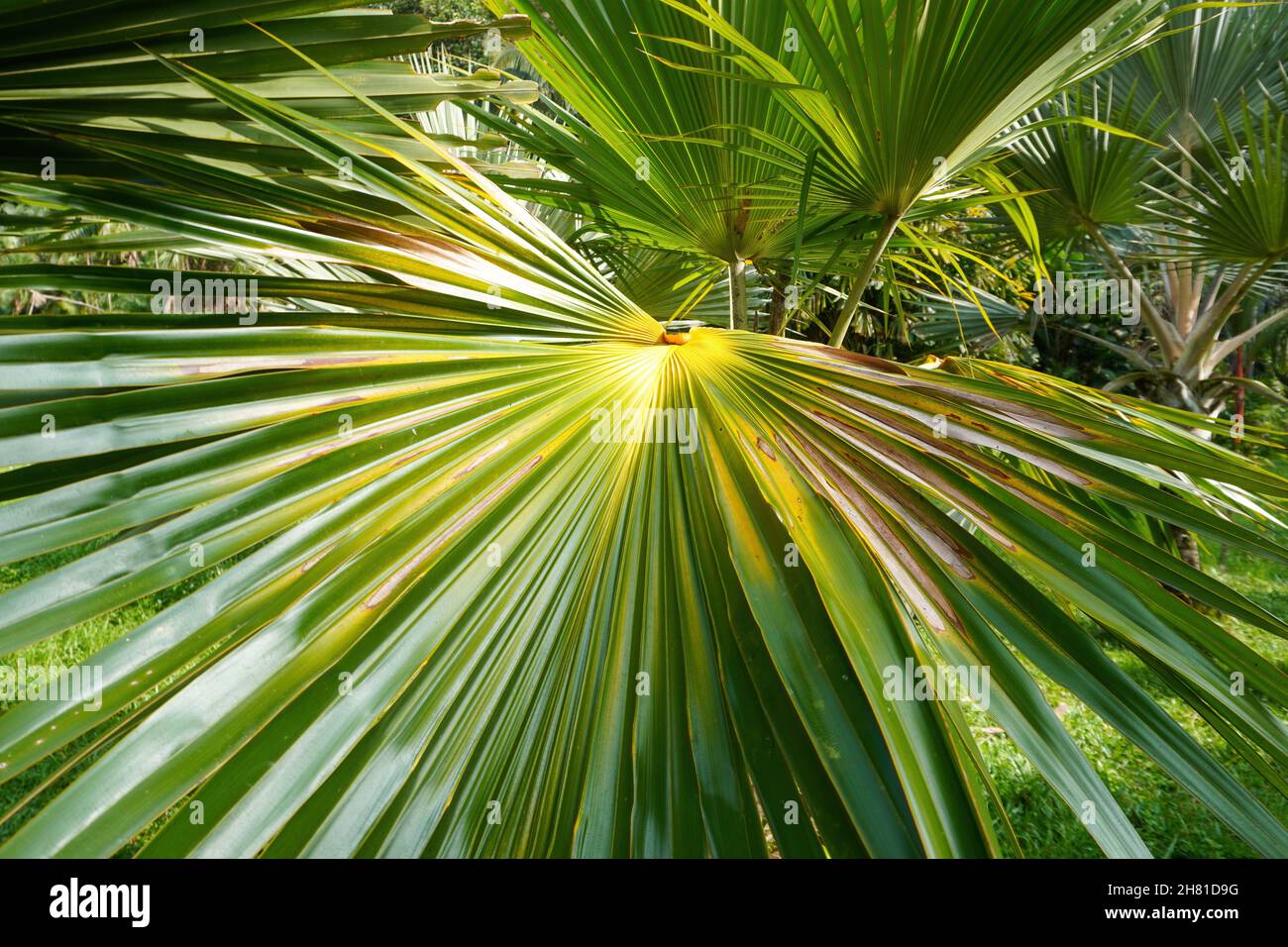Closeup of Latania verschaffeltii, the yellow latan palm leaves Stock ...