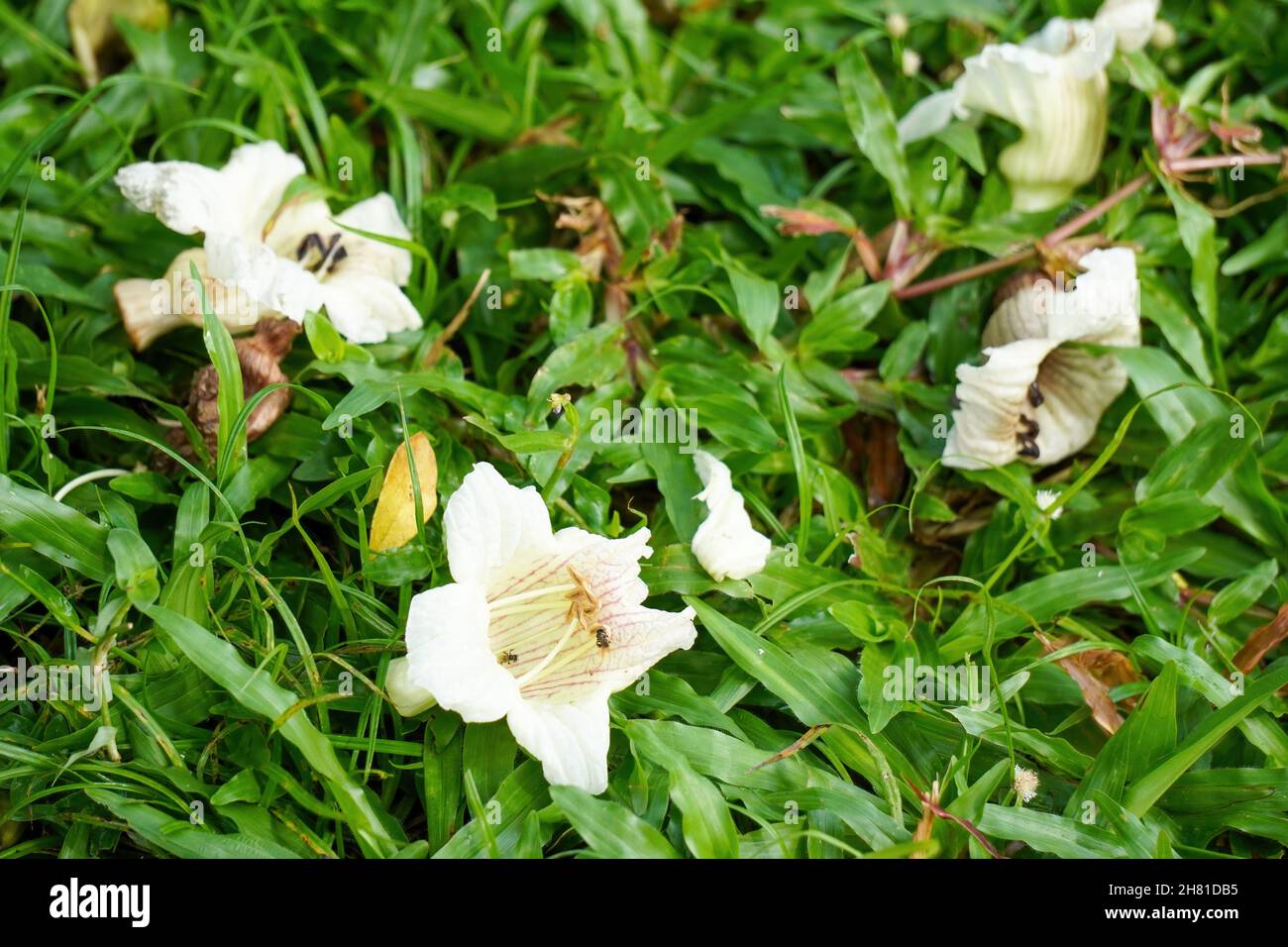Parmentiera cereifera hi-res stock photography and images - Alamy