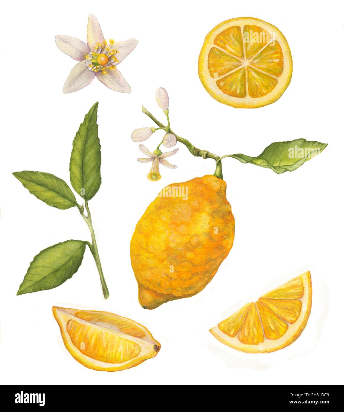 Lemon watercolor illustration Stock Photo - Alamy