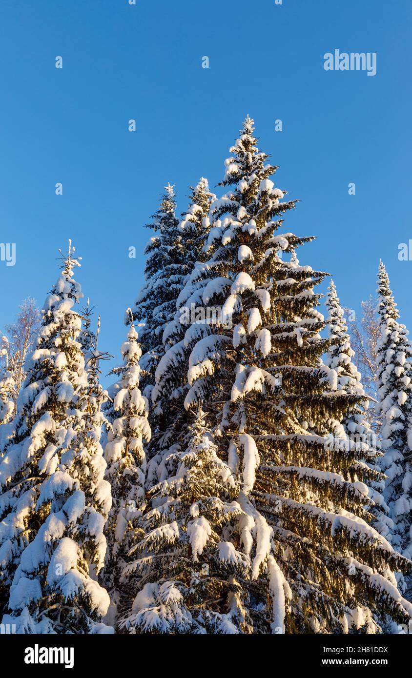 Picea abies treetop hi-res stock photography and images - Alamy