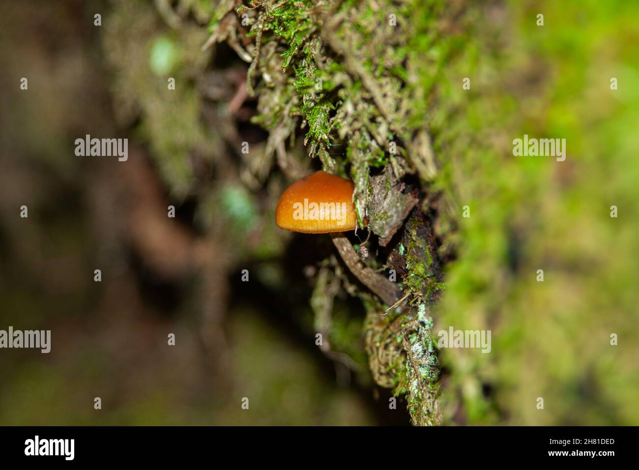 The enoki tree hi-res stock photography and images - Alamy