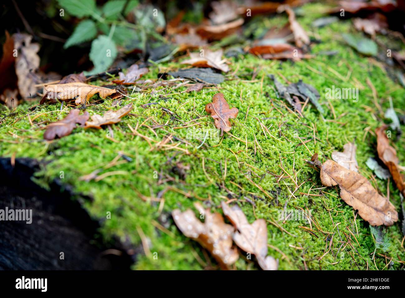 Bassum, Germany. 26th Nov, 2021. Autumn leaves lie on a tree trunk in ...
