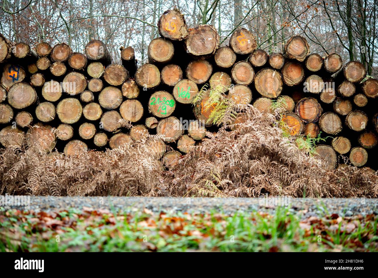 Bassum, Germany. 26th Nov, 2021. Numerous stacked tree trunks lie along ...
