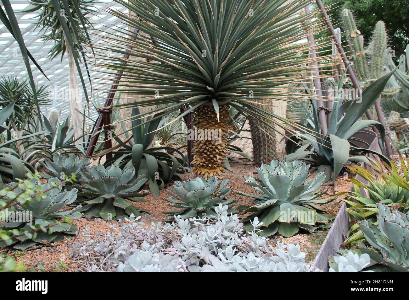greenhouse (flower dome) at gardens by the bay in singapore Stock Photo ...