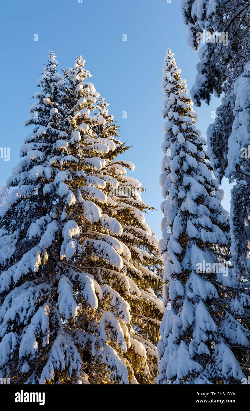 Picea abies treetop hi-res stock photography and images - Alamy