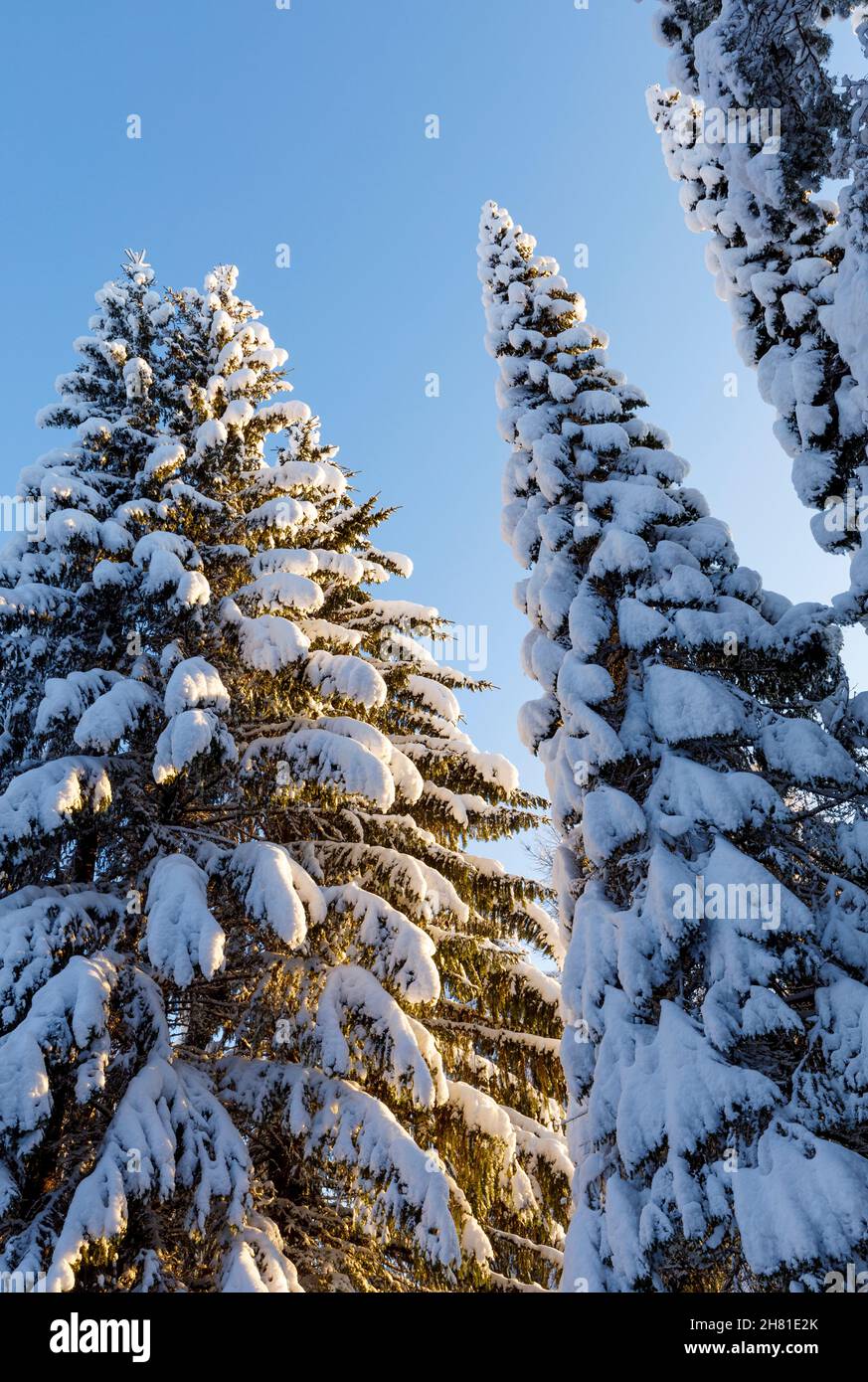 Picea abies treetop hi-res stock photography and images - Alamy