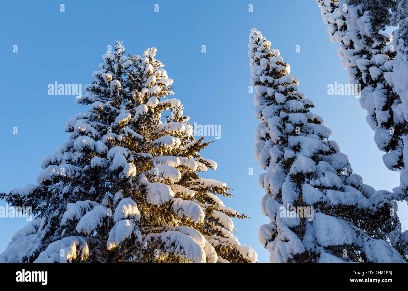Snowy spruce treetops hi-res stock photography and images - Alamy