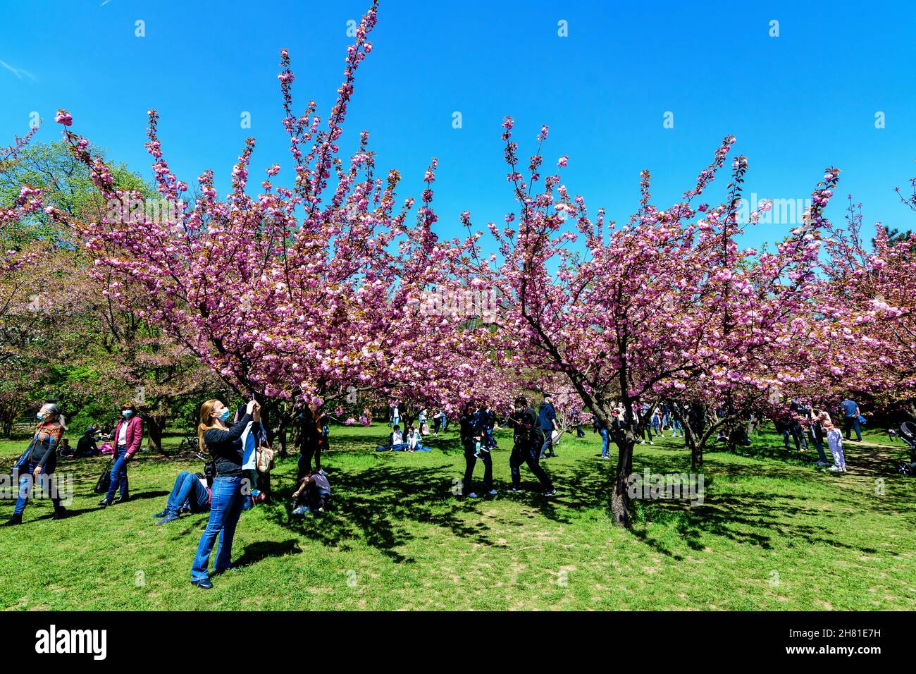 Bucharest, Romania, 25 April 2021 Large cherry trees with many pink ...
