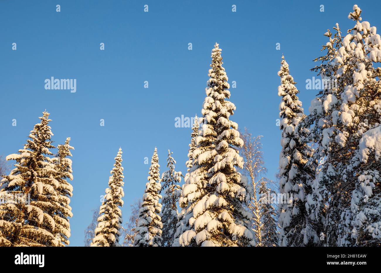 Snowy spruce treetops hi-res stock photography and images - Alamy