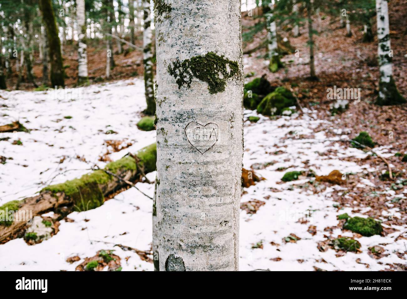 Heart Carved In Birch Tree